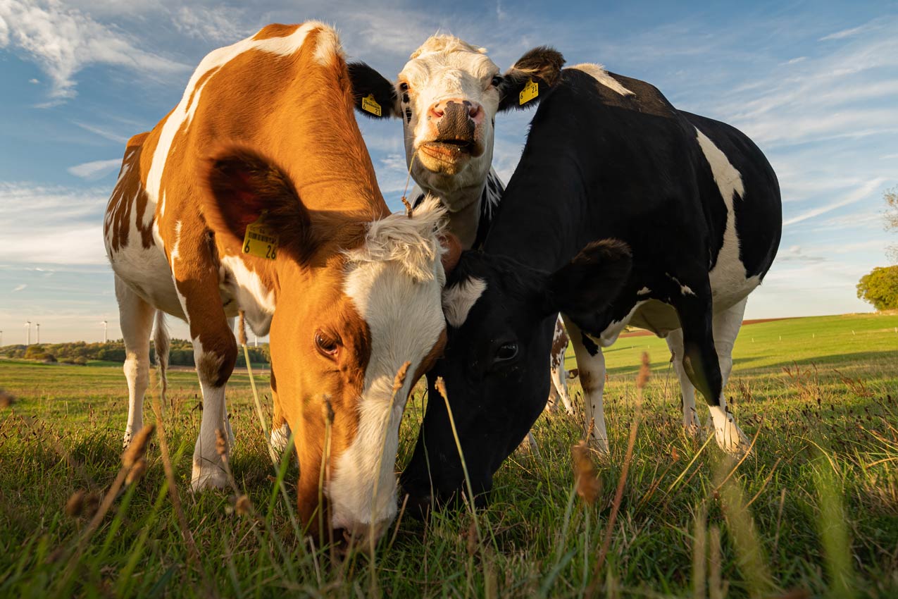 Grazing licence or Farm Business Tenancy? | Willans LLP solicitors